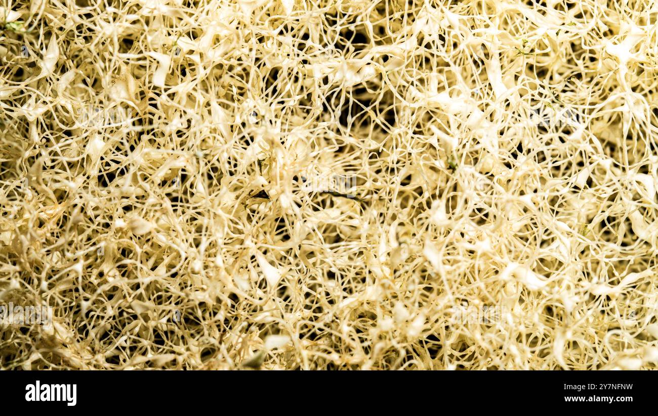 Texture algae hi-res stock photography and images - Alamy