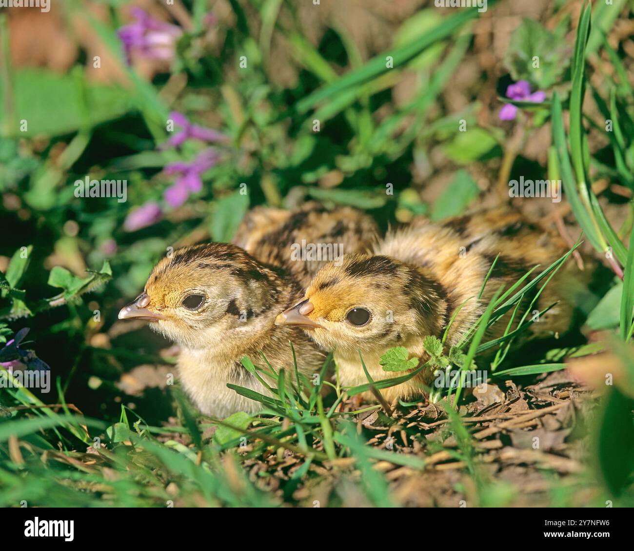 Ring necked pheasants hi-res stock photography and images - Alamy