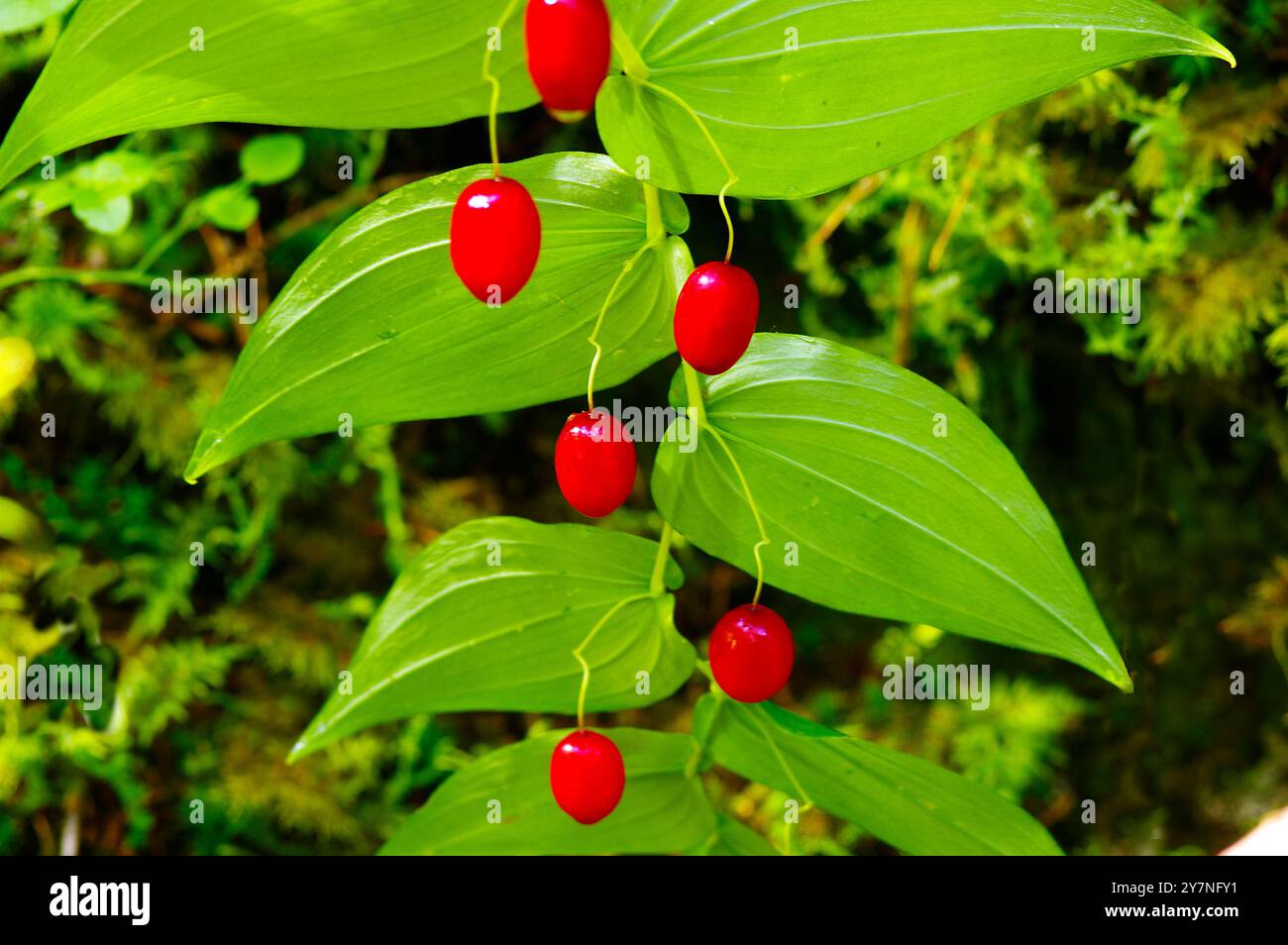 Streptopus hi-res stock photography and images - Alamy