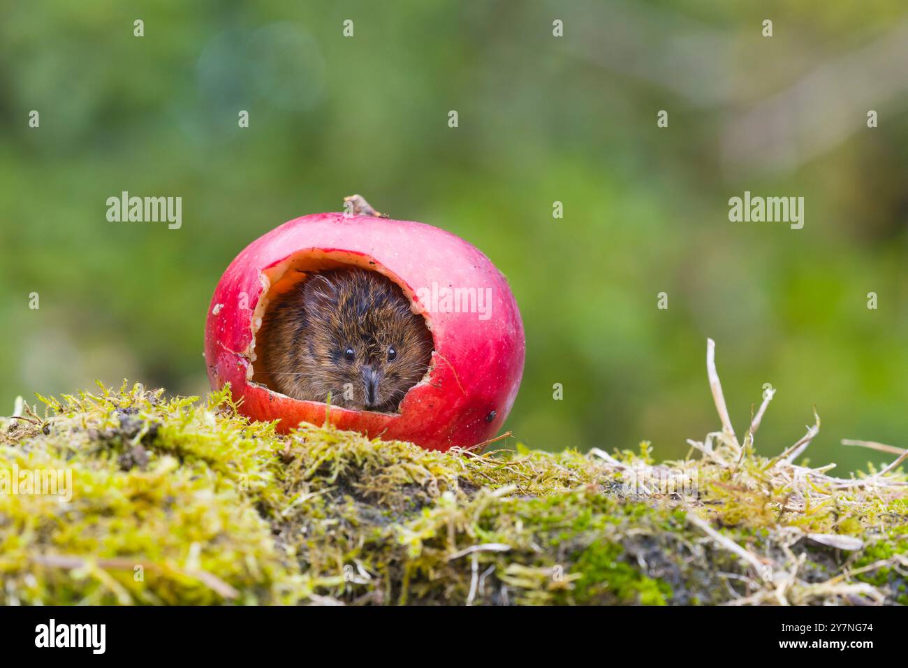 Short-tailed vole Microtus agrestis, adult standing in apple, Suffolk ...