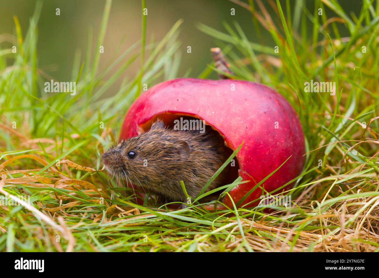 Short-tailed vole Microtus agrestis, adult emerging from apple, Suffolk ...