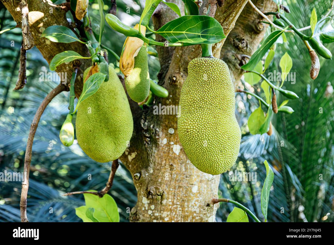 Jackfruit tree with hard-shelled ripe fruit in the Botanical garden in ...