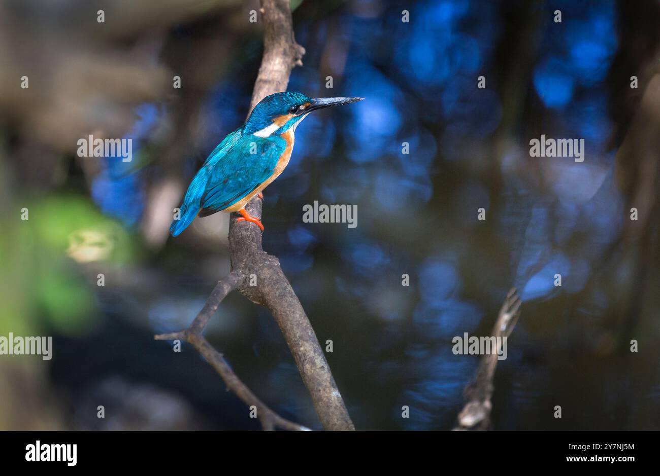 Common Kingfisher fishing at a waterhole in Yala Stock Photo - Alamy