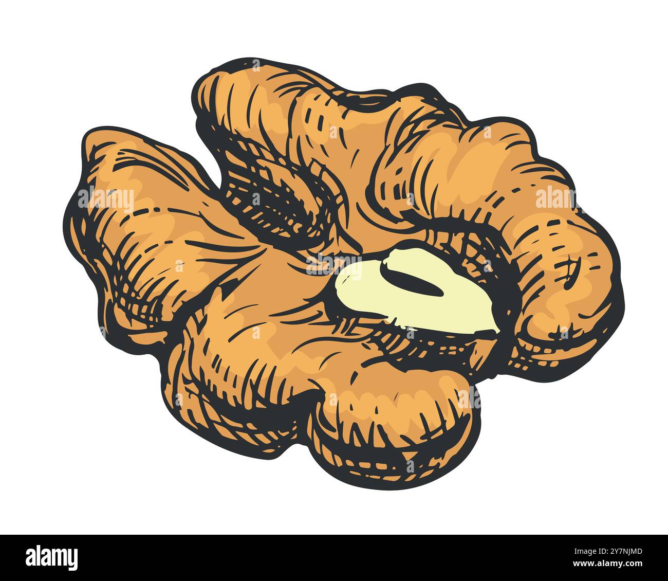 Walnut, half of nut. Vector illustration in color engraving technique ...