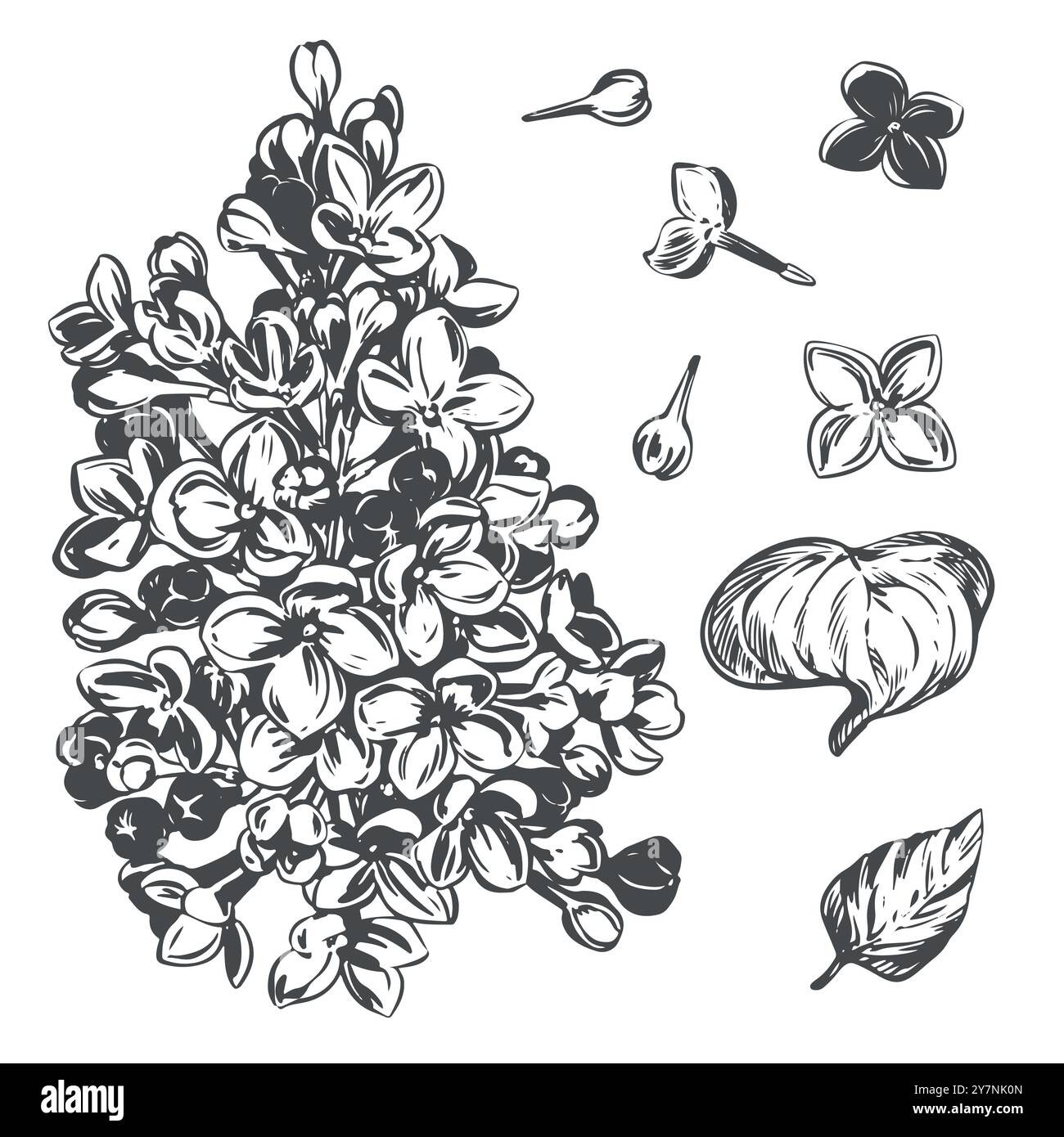 Vector composition of lilac flowers in engraving technique. Linear ...