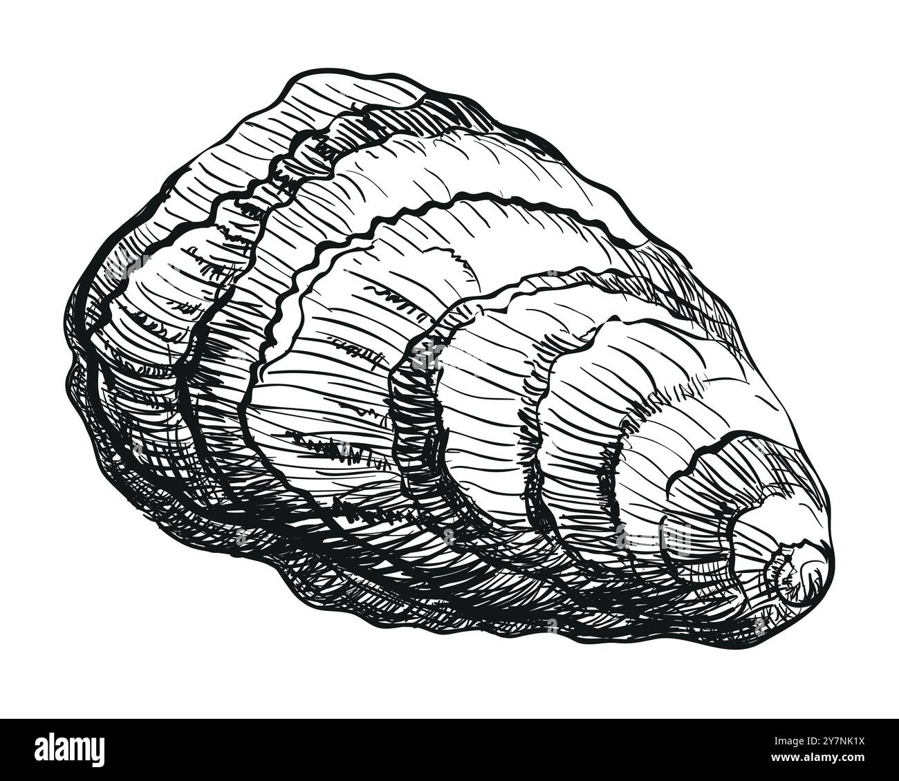 Oyster Shell Vector Poster Oyster Sketch Vector Illustration.