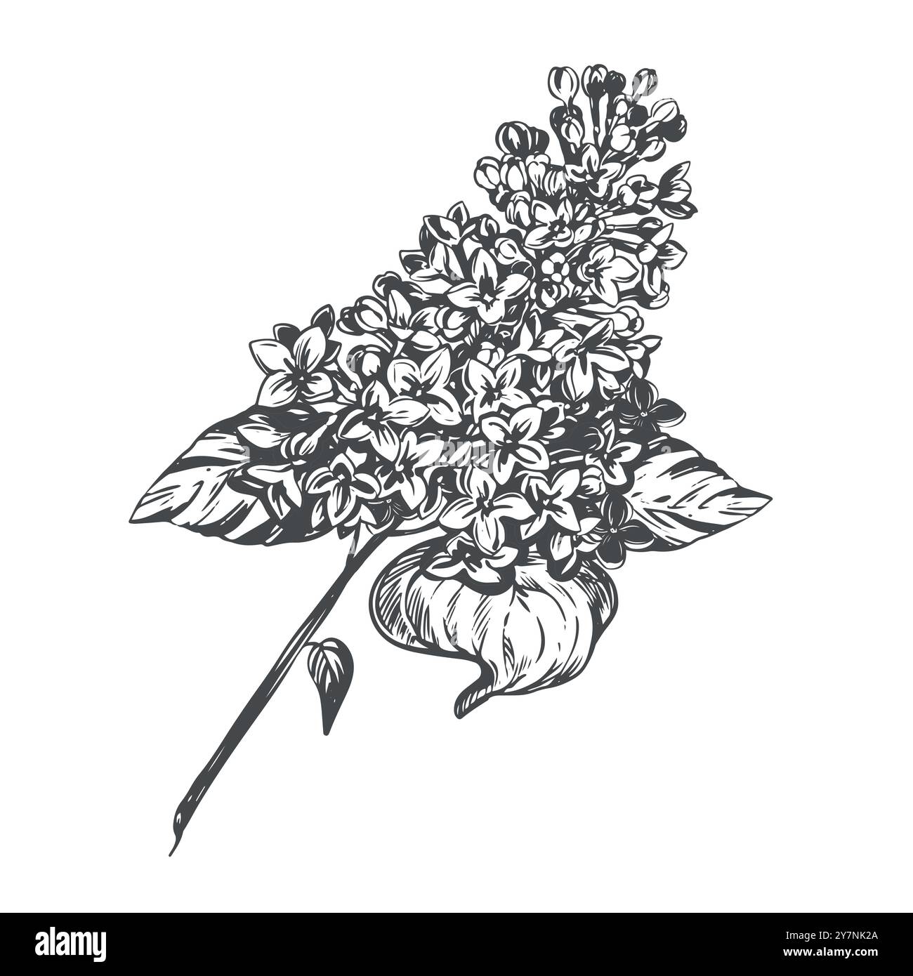 Lilac Flower Drawing Art Lilac Black And White Stock Photos & Images