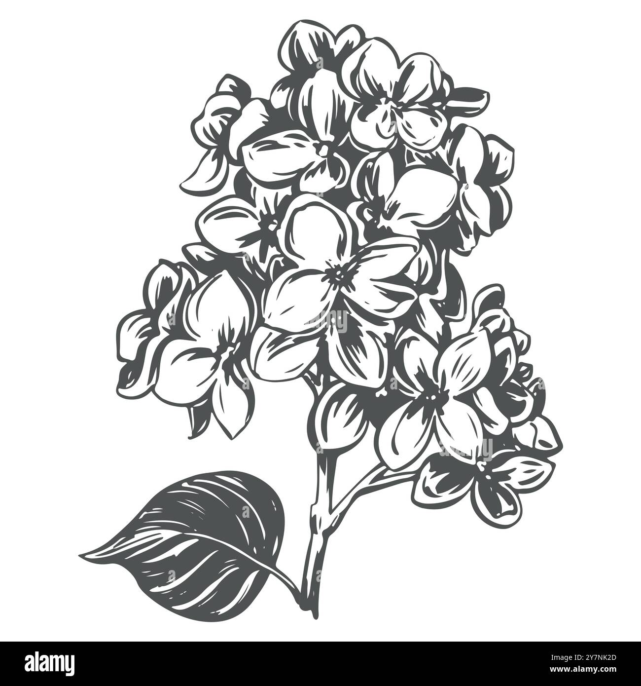 Vector composition of lilac flowers in engraving technique. Linear ...