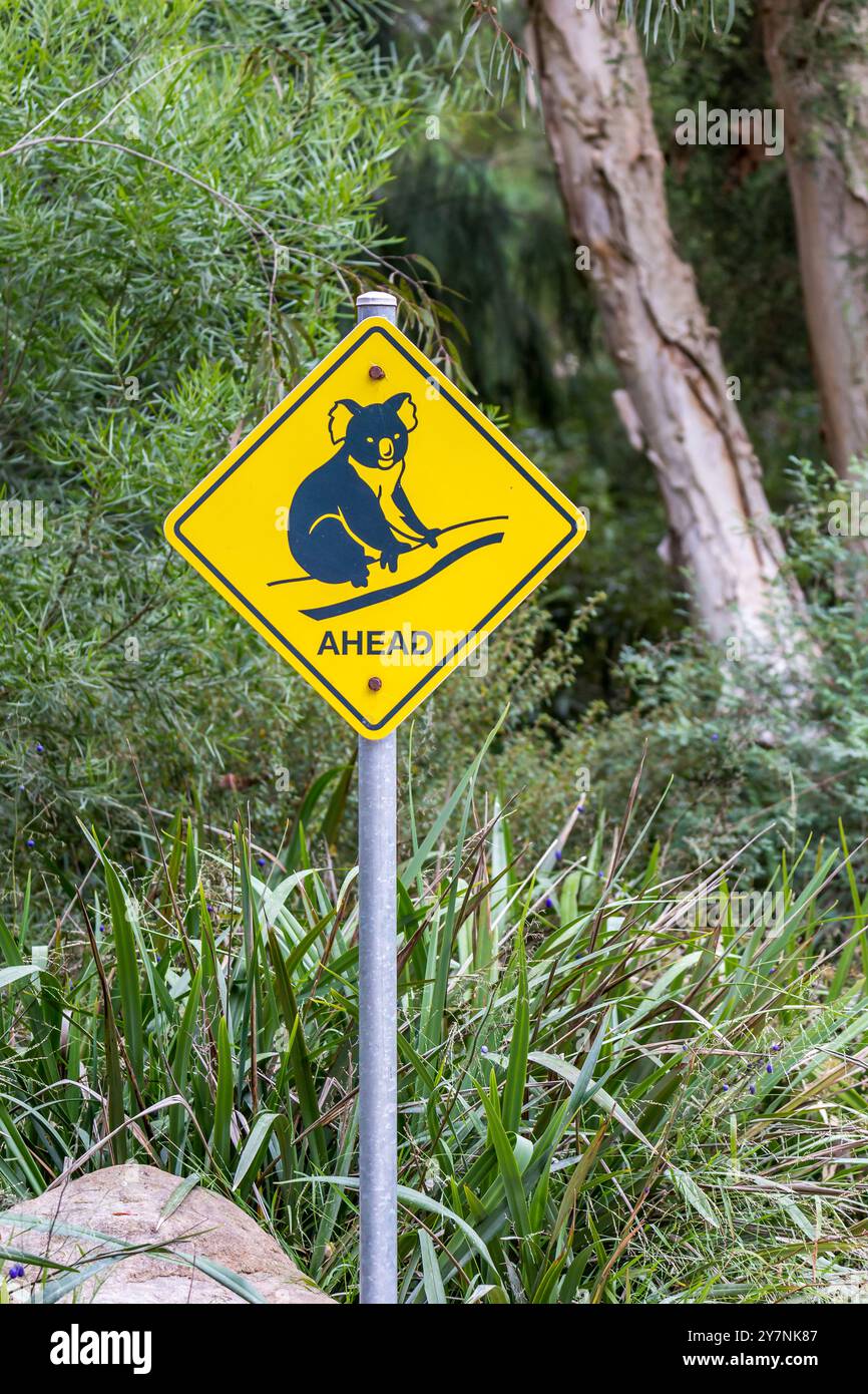 A bright yellow caution sign features a koala, alerting drivers of a ...