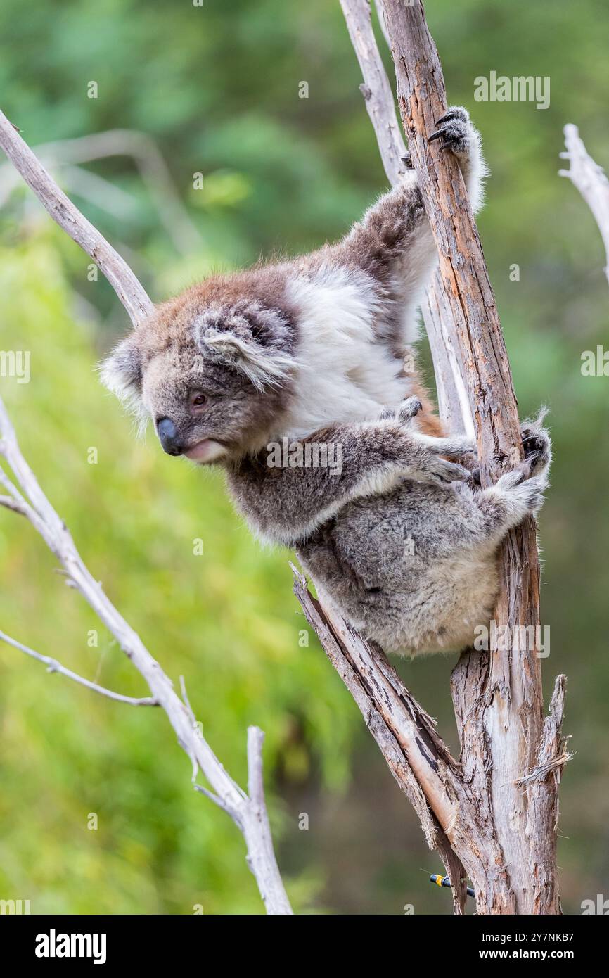 A koala is seen climbing an old tree, exploring its surroundings in the ...