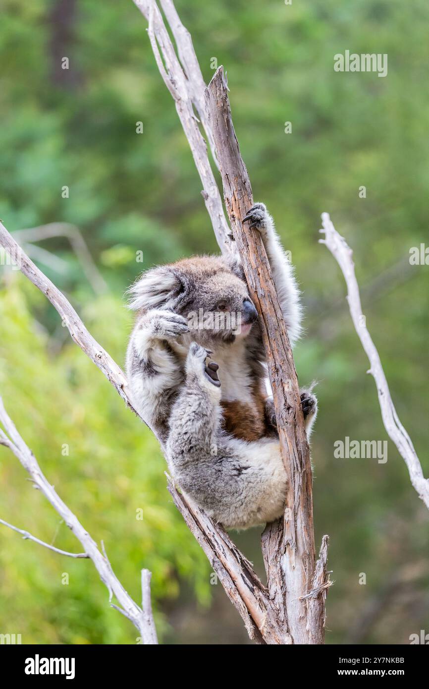 A koala is seen climbing an old tree, exploring its surroundings in the ...