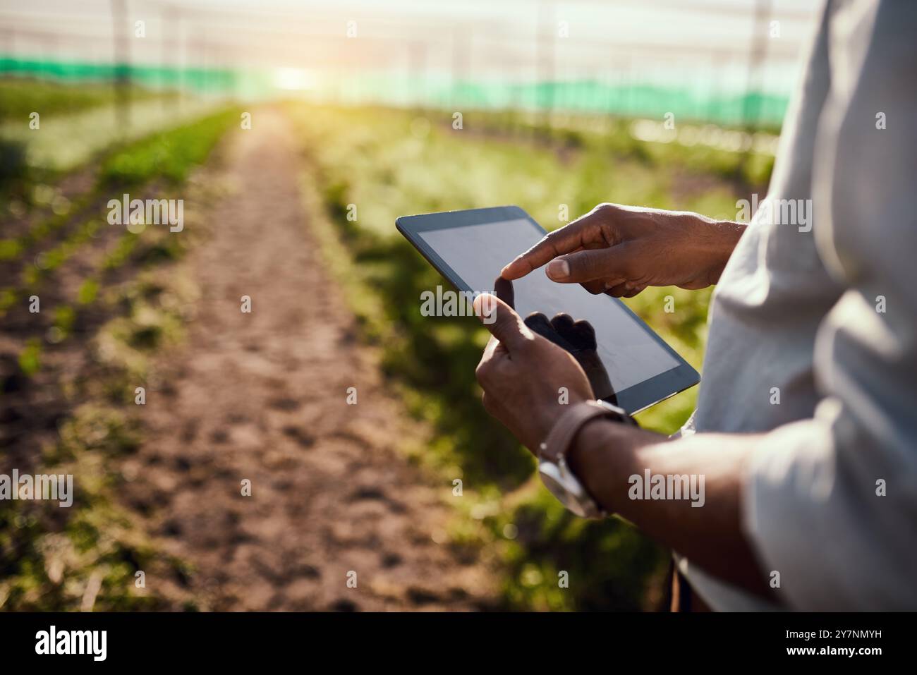 Hands, person and tablet on farm outdoor for agriculture production ...