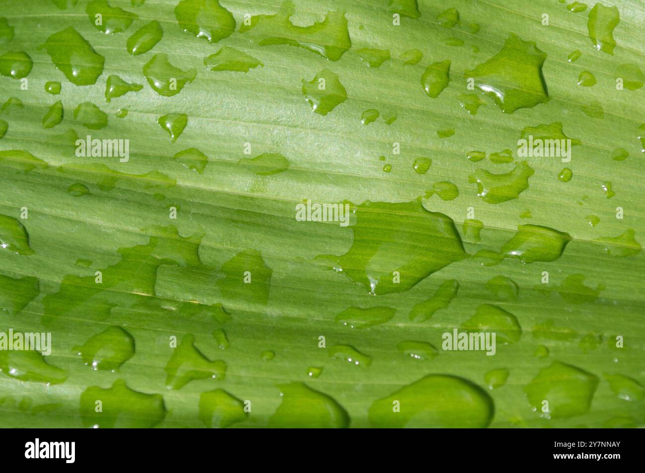 Planta de hoja de agua hi-res stock photography and images - Alamy