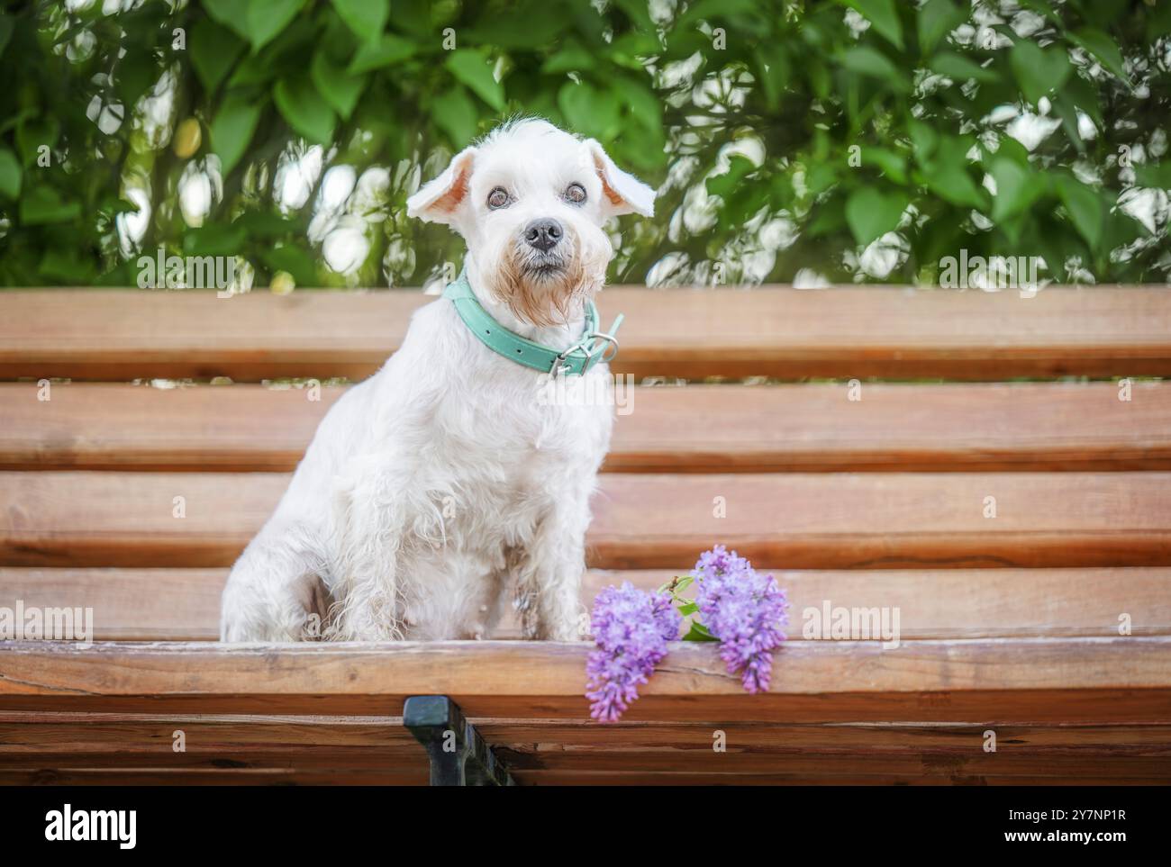 Miniature Schnauzer dog sitting on a stump in the spring Stock Photo ...
