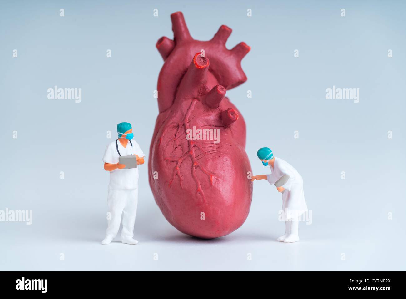 Understanding cardiovascular anatomy hi-res stock photography and ...