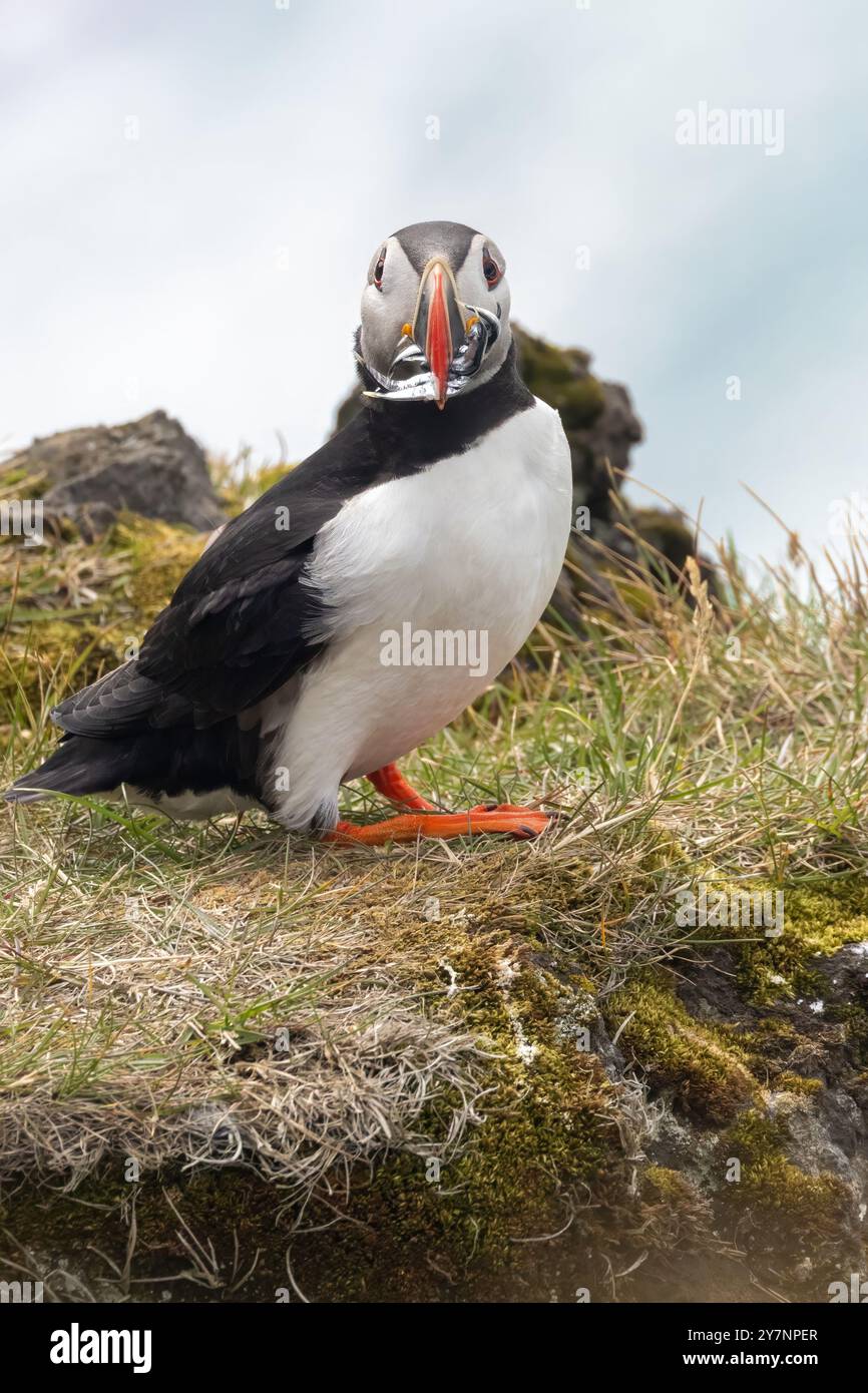 A close-up shot of an Atlantic puffin with a beak full of fish ...