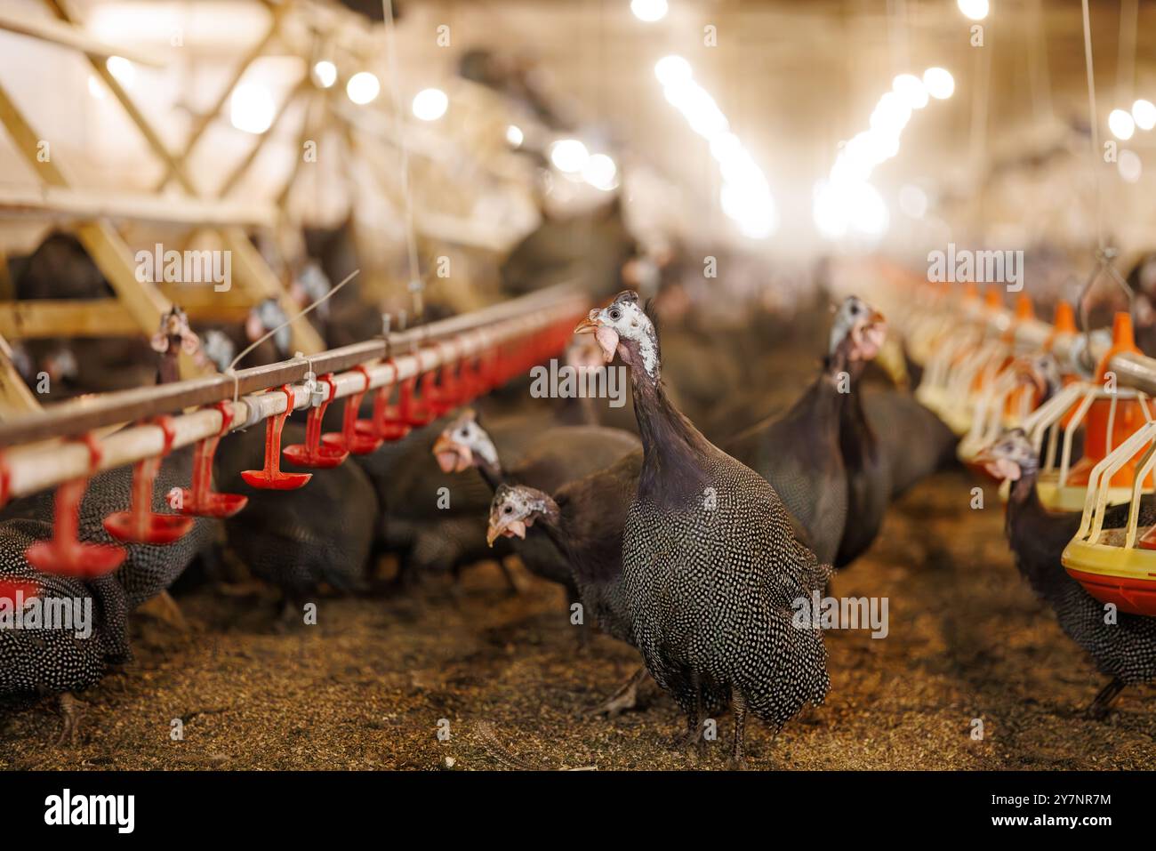 A group of guinea fowls on a poultry farm pecking at a feeder. Growing ...