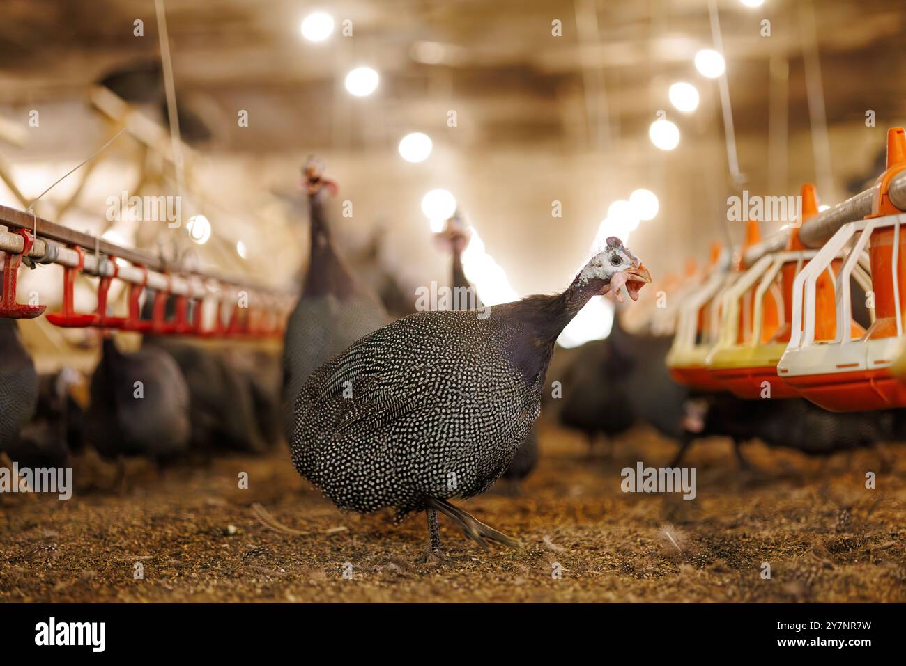 A group of guinea fowls on a poultry farm pecking at a feeder. Growing ...
