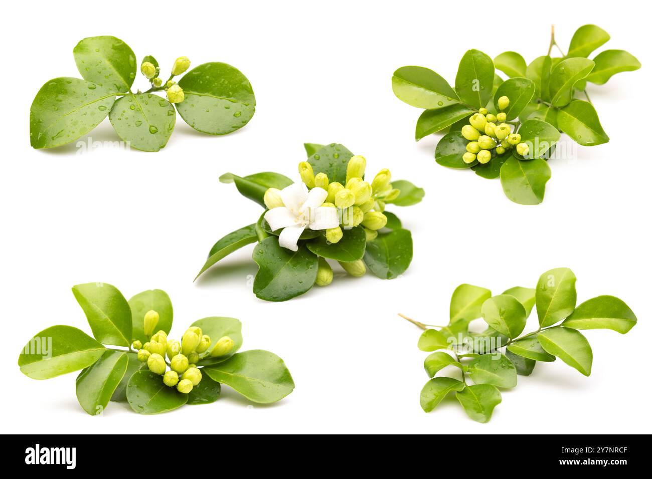 Set of flowers, leaves, and branches of the orange jasmine tree ...