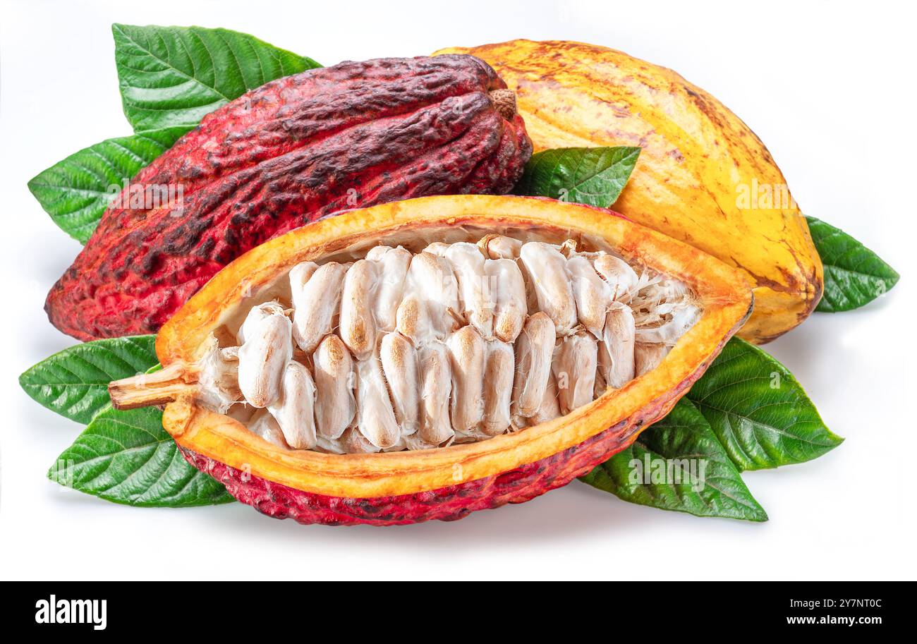 Cocoa fruits or cocoa pods over green leaves isolated on white ...