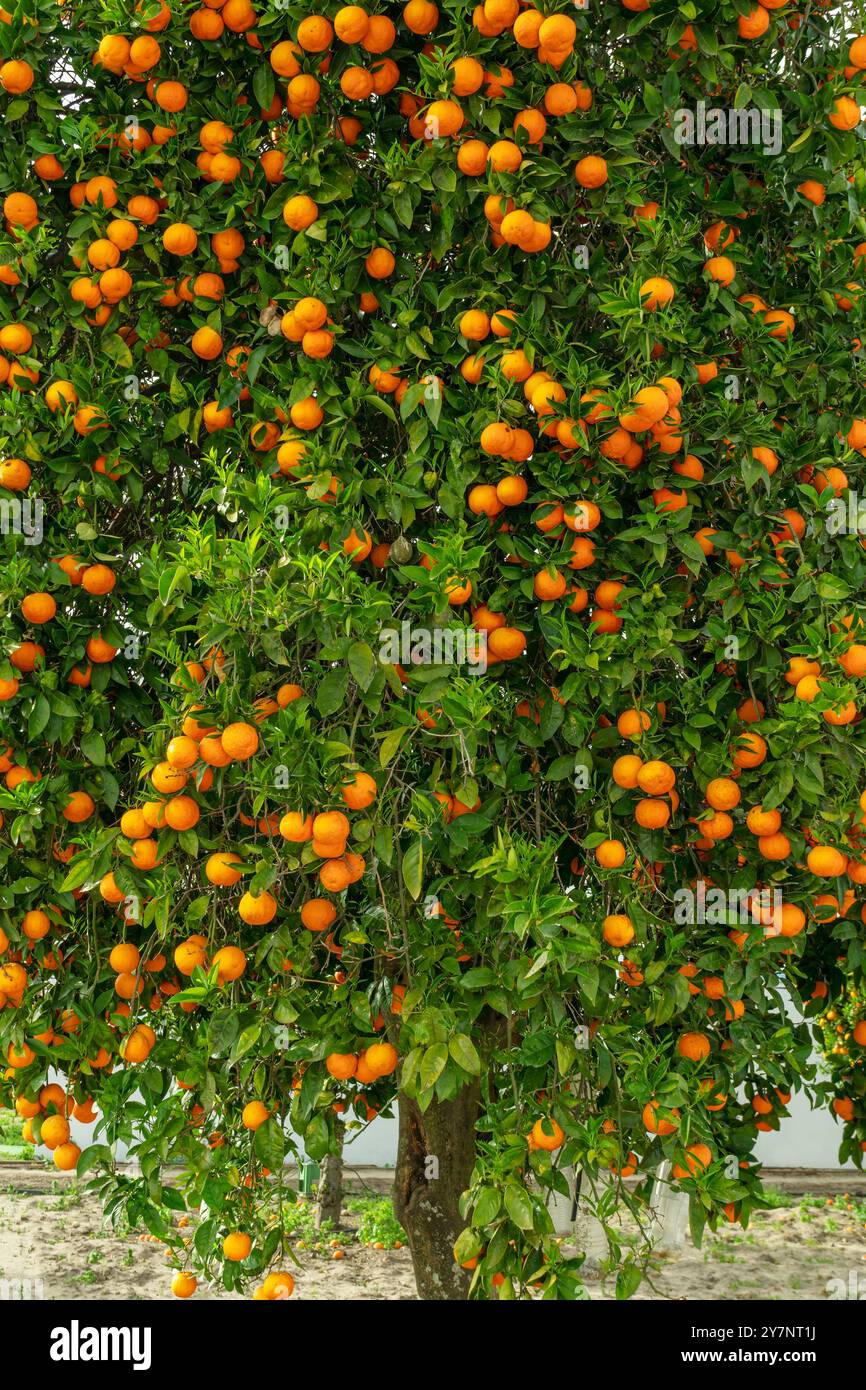 Orange tree or citrus sinensis almost covered with oranges. Great ...