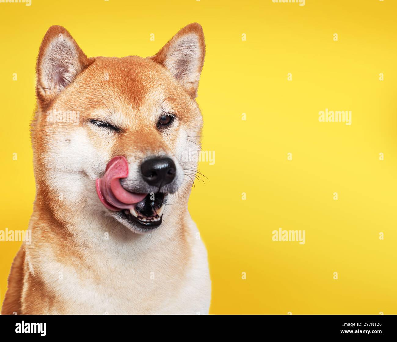 Portrait of Shiba Inu dog licking its face on yellow background Stock ...