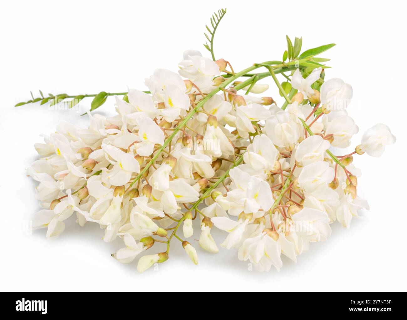 Cluster of blooming acacia flowers or false acacia on white background ...