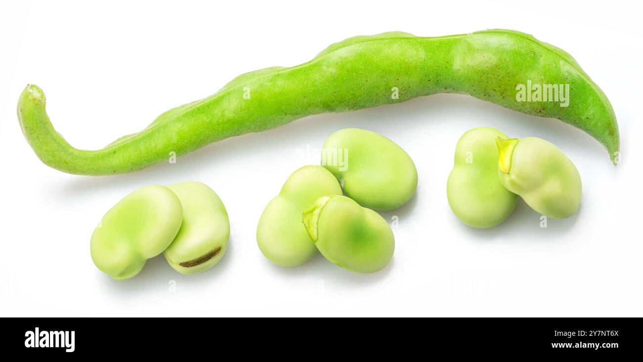Green young broad bean pod and several broad beans near its isolated on ...