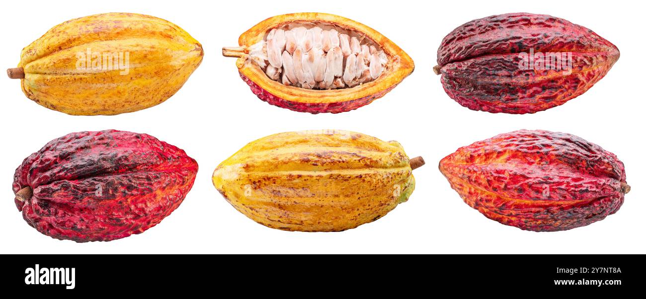 Set of yellow and red cocoa fruit or cocoa pod isolated on white ...