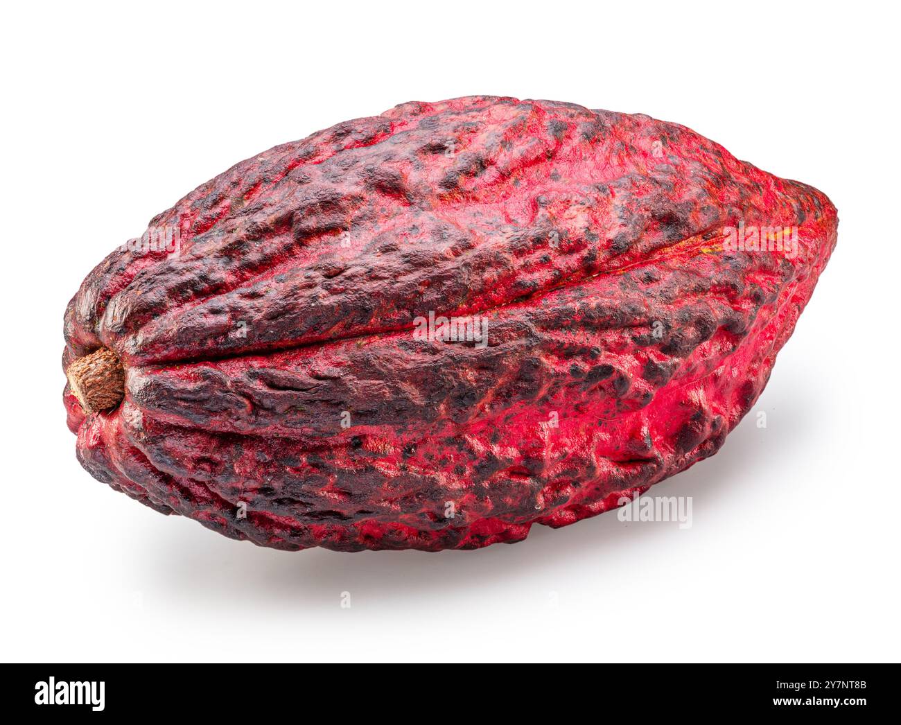 Fresh red cocoa fruit or cocoa pod isolated on white background ...