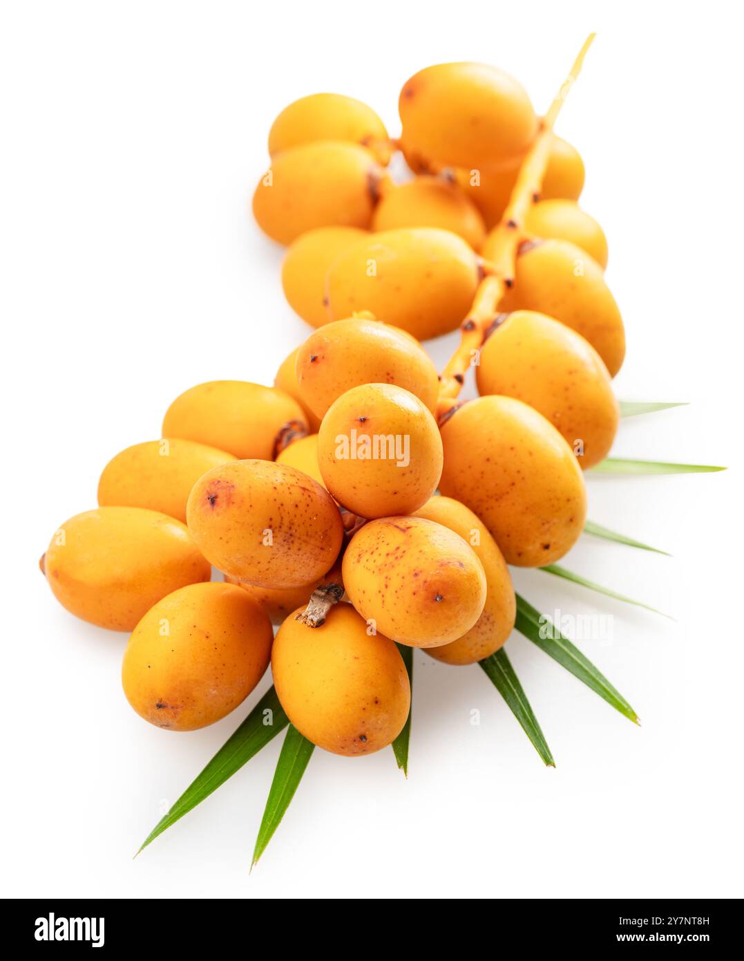 Cluster of yellow fresh dates, or date palm fruits lie on palm leaves ...