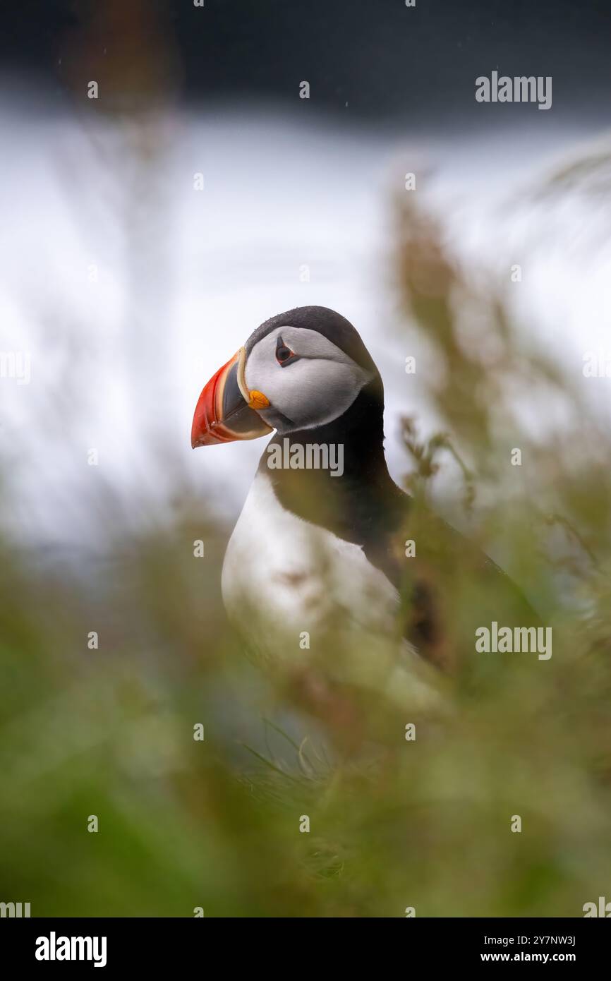 A close-up photograph of an Atlantic puffin with a colorful beak ...