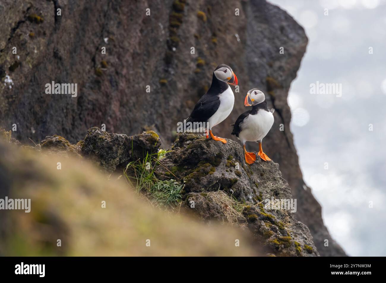 The two puffins on a mossy rock cliff with a blurred ocean background ...