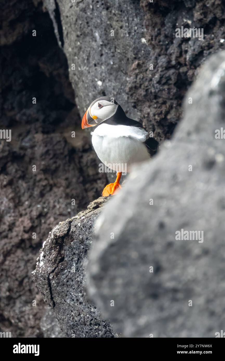 A puffin standing on a rocky cliffside, with a clear background of dark ...