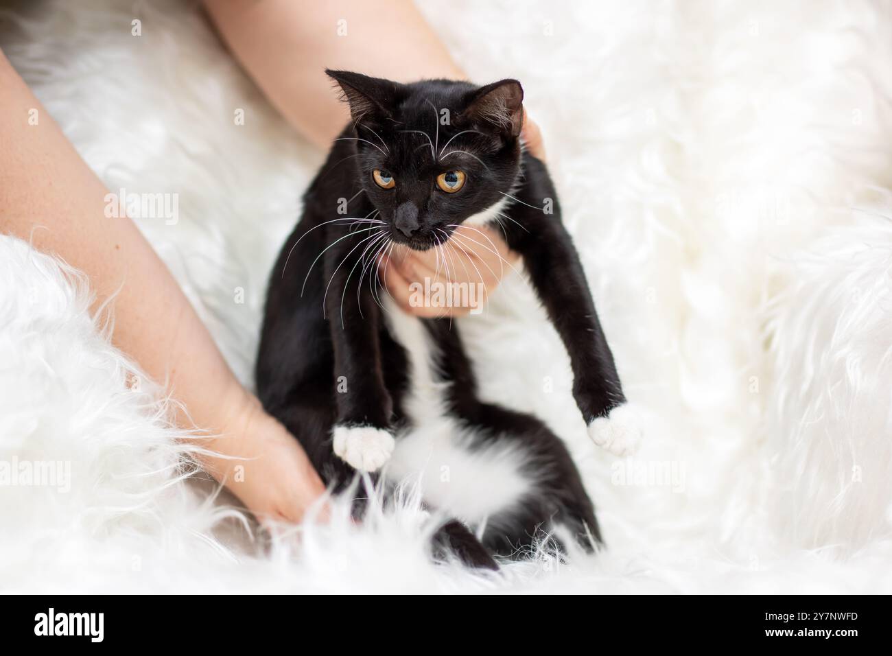 A charming and adorable black cat is playfully spraying water while ...