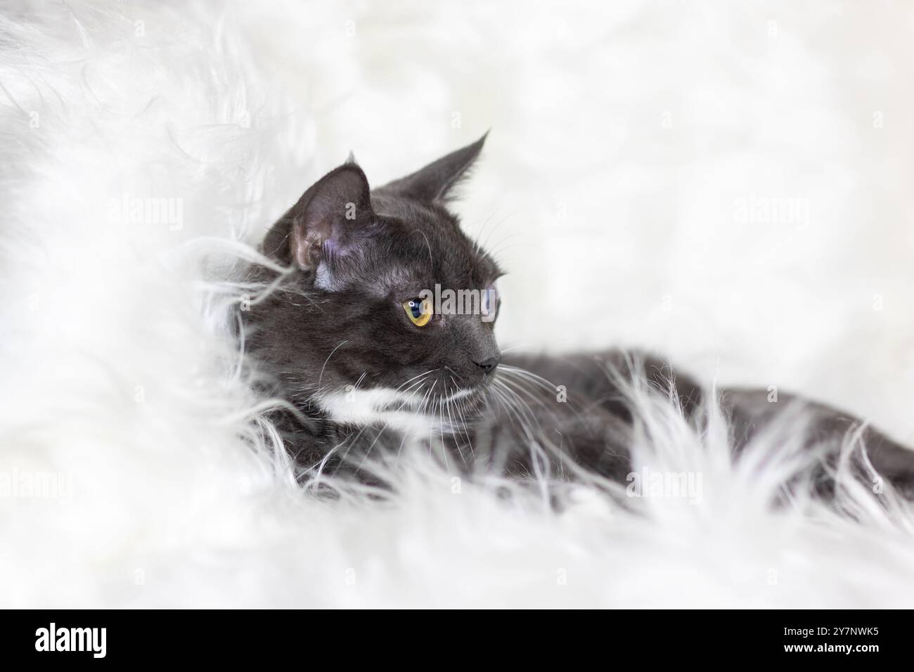 A sleek black cat is comfortably laying on a soft, fluffy white furry ...