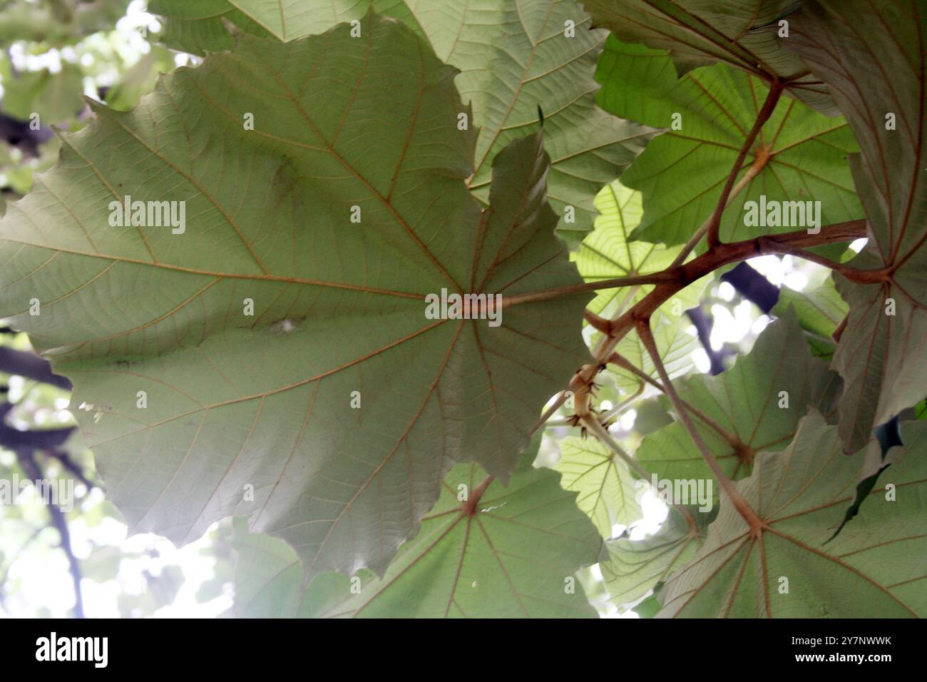 Picture showing bottom side of Bayur tree leaves (Pterospermum ...