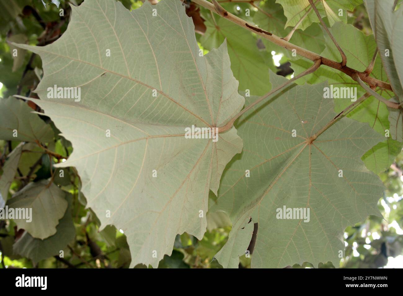 Picture showing bottom side of Bayur tree leaves (Pterospermum ...