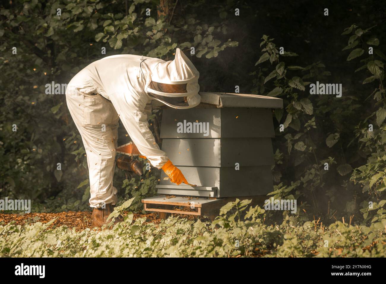 Bee keeper working with honey bees, man made bee hive Stock Photo - Alamy