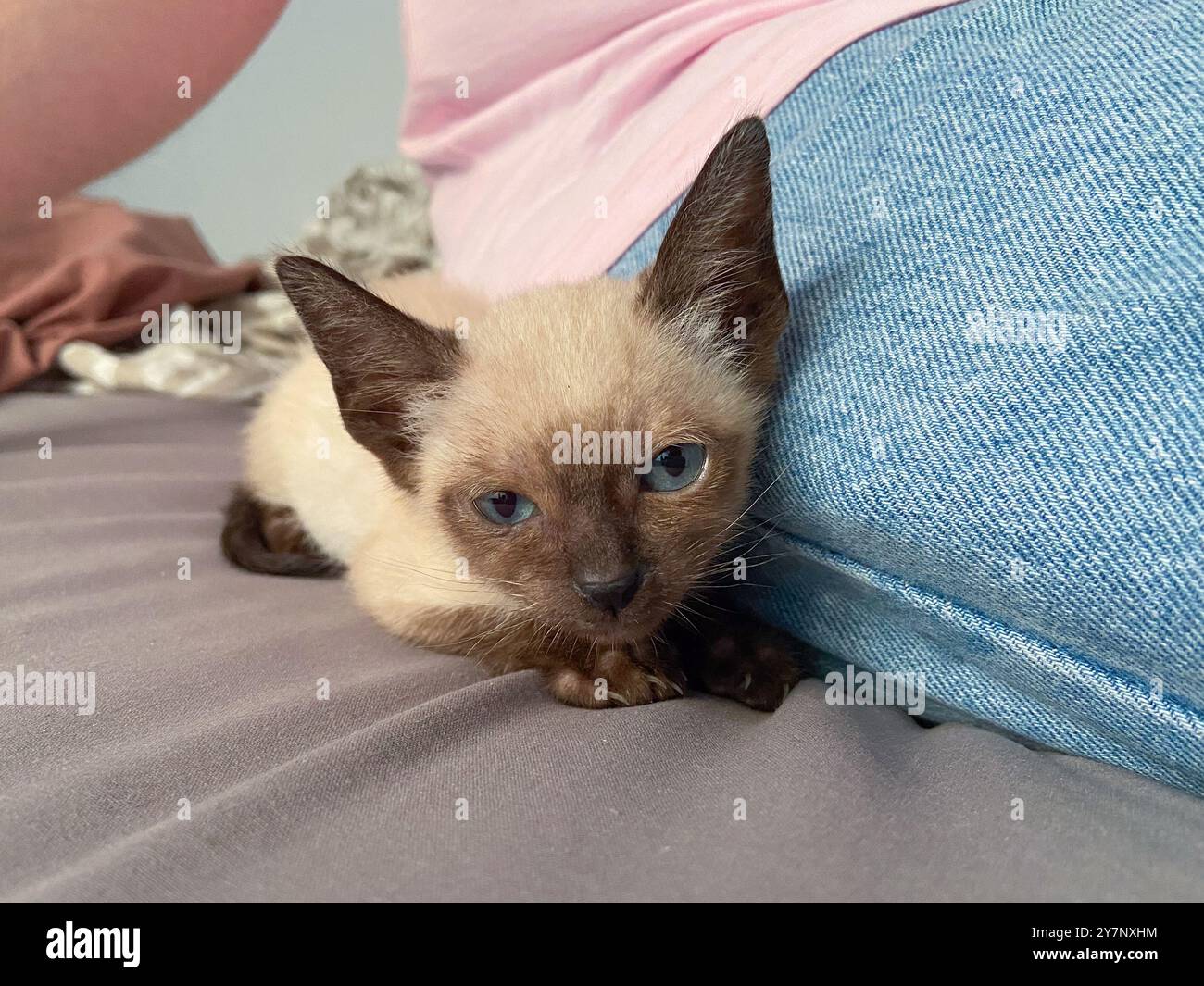 Cute kitten siamese cat at home. Pet concept Stock Photo - Alamy