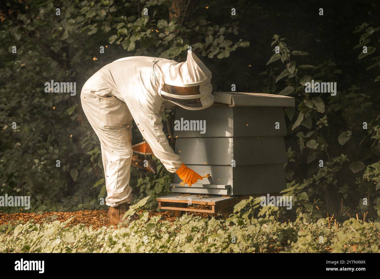 Bee keeper working with honey bees, man made bee hive Stock Photo - Alamy