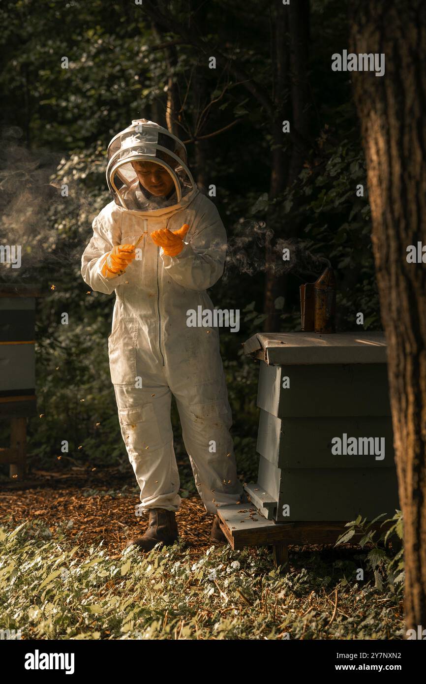 Bee keeper working with honey bees, man made bee hive Stock Photo - Alamy