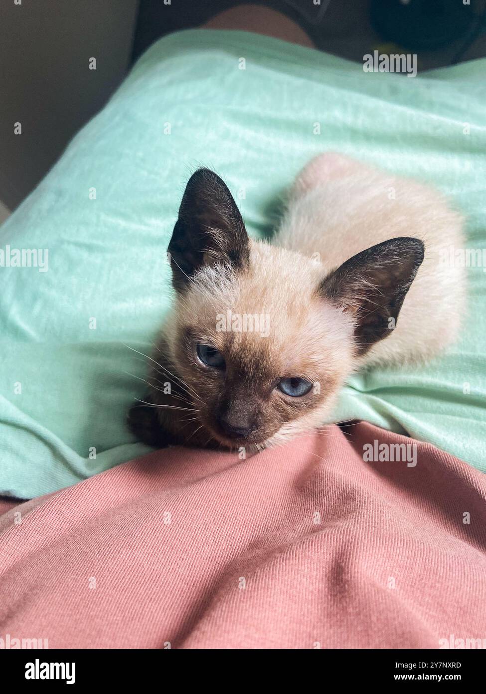 Cute kitten siamese cat at home. Pet concept Stock Photo - Alamy
