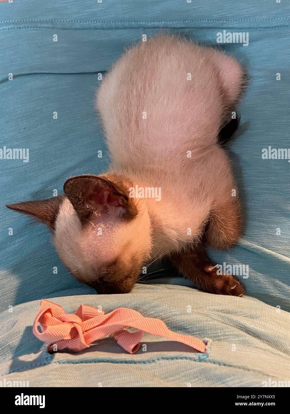 Cute kitten siamese cat at home. Pet concept Stock Photo - Alamy