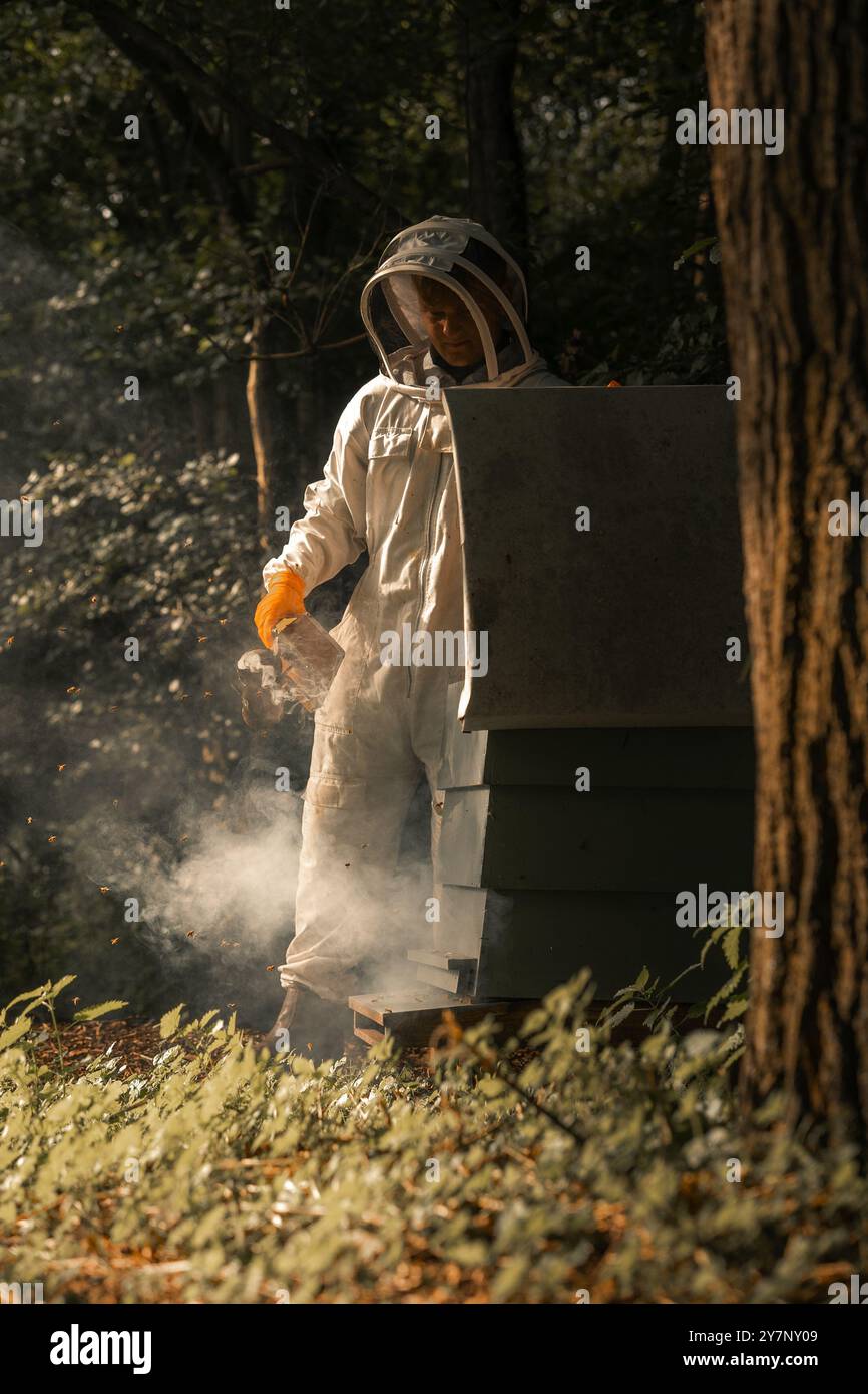 Bee keeper working with honey bees, man made bee hive Stock Photo - Alamy