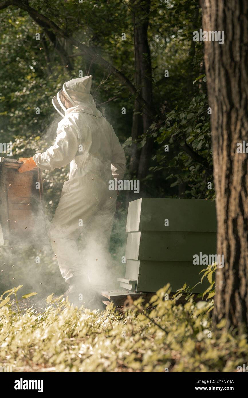Bee keeper working with honey bees, man made bee hive Stock Photo - Alamy