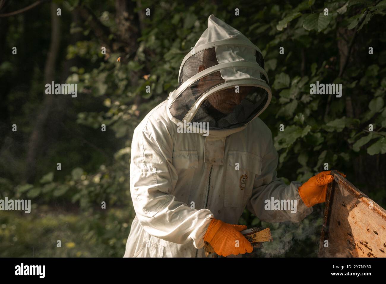 Bee keeper working with honey bees, man made bee hive Stock Photo - Alamy