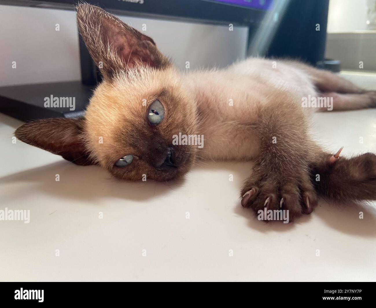 Cute kitten siamese cat at home. Pet concept Stock Photo - Alamy