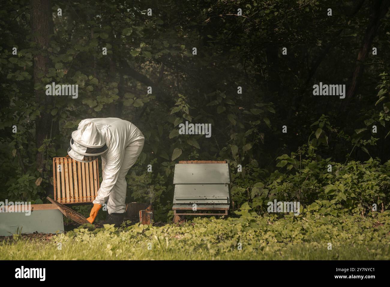 Bee keeper working with honey bees, man made bee hive Stock Photo - Alamy