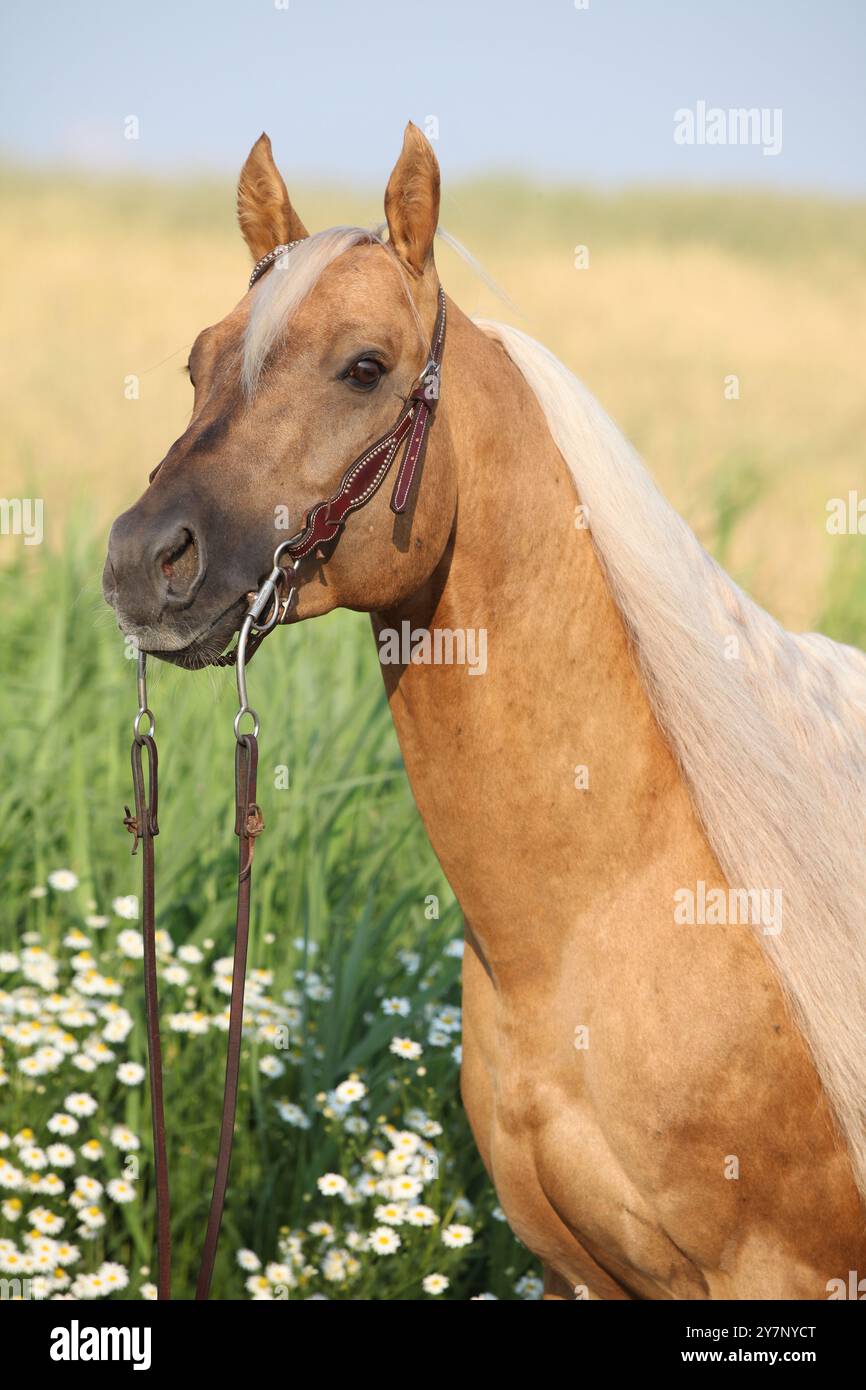 Portrait of amazing quarter horse with long mane Stock Photo - Alamy